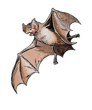 Bat - AD&D Complete Compendium